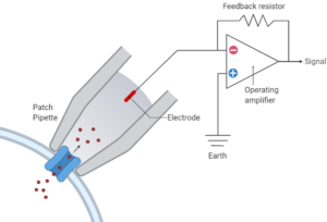 Patch Clamp Electrophysiology - Elements